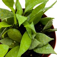 Variegated Devil's Backbone, Devil's Roots, Japanese Poinsettia ...