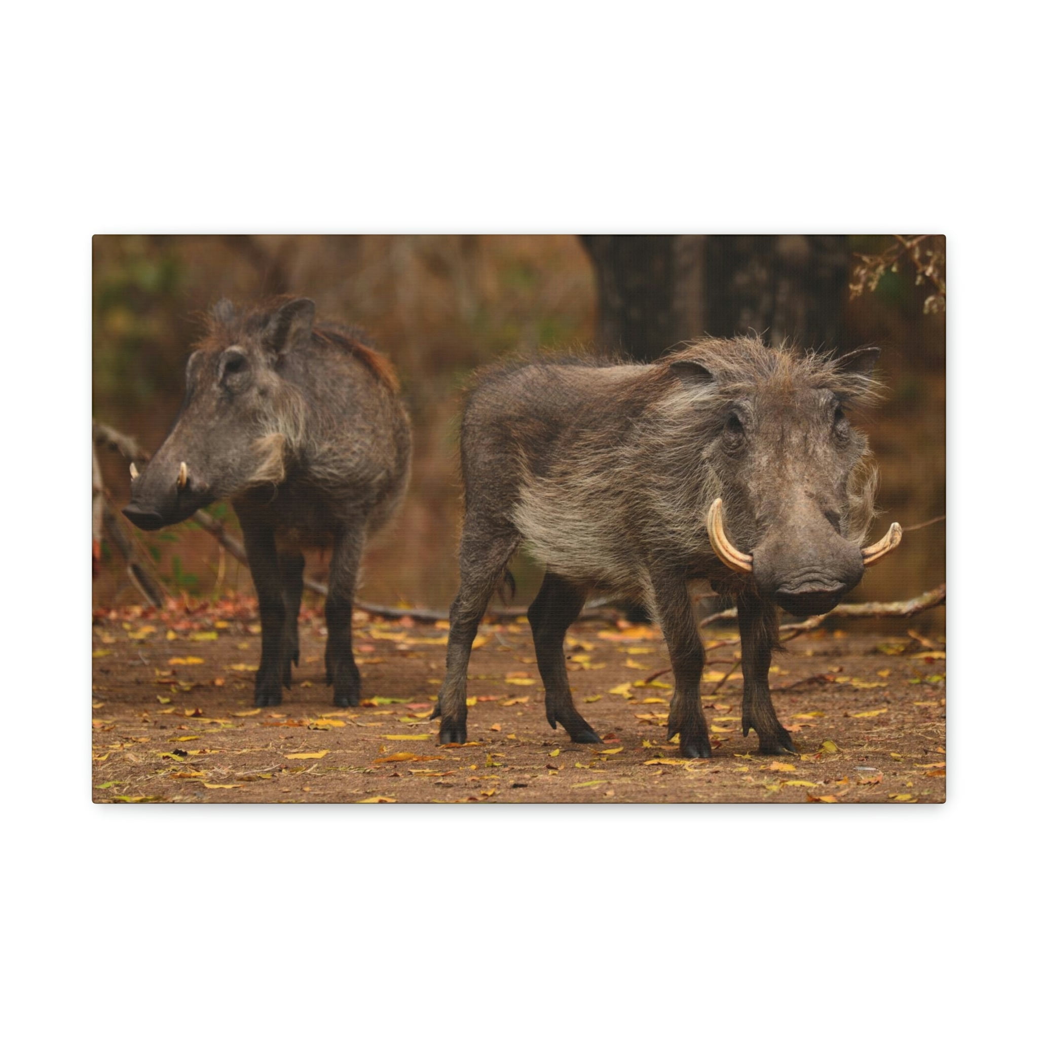 Warthog Couple Warthog Couple Print Animal Wall Art Wildlife Canvas ...