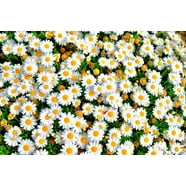 Robinson's Painted Daisy Chrysanthemum Flower Seeds, 100 Mixed Colors ...