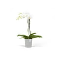 Ecopots Morinda Planter - Hanging garden pots for nurseries - Walmart ...