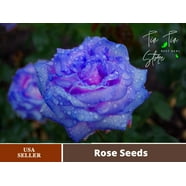 PEMDASGARDEN, 30 Rare Rose Seeds, English Blue and Yellow Roses, BUY 4 ...