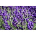 20 DWARF MUNSTEAD LAVENDER Blue English Lavandula Angustifolia Munstead ...