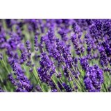 20 DWARF MUNSTEAD LAVENDER Blue English Lavandula Angustifolia Munstead ...