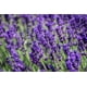 20 DWARF MUNSTEAD LAVENDER Blue English Lavandula Angustifolia Munstead ...