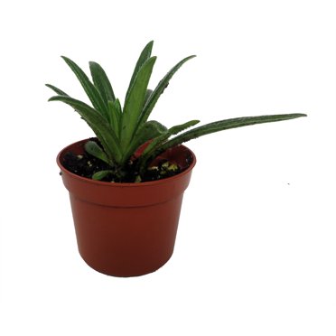 Hirt's Gardens Summer Song Asian Violet, Primulina, 2.5" Pot ...