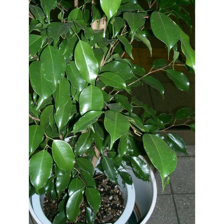 Indoor Ficus Tree Leaf