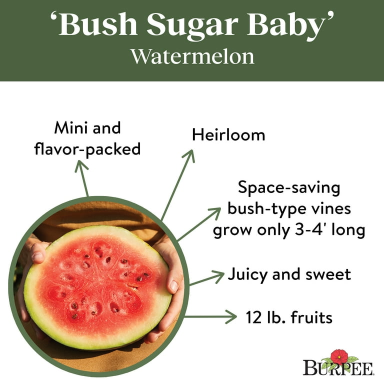 Rare Seeds Watermelon Bush Sugar Baby Sugar Baby Watermelon | John