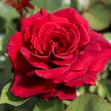 Heirloom Roses - Eleganza® Gypsy Soul Hybrid Tea Rose Bush - Walmart.com