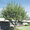 Tulip Poplar Dormant Bare Root Starter Shade Tree (1-Pack) - Walmart.com