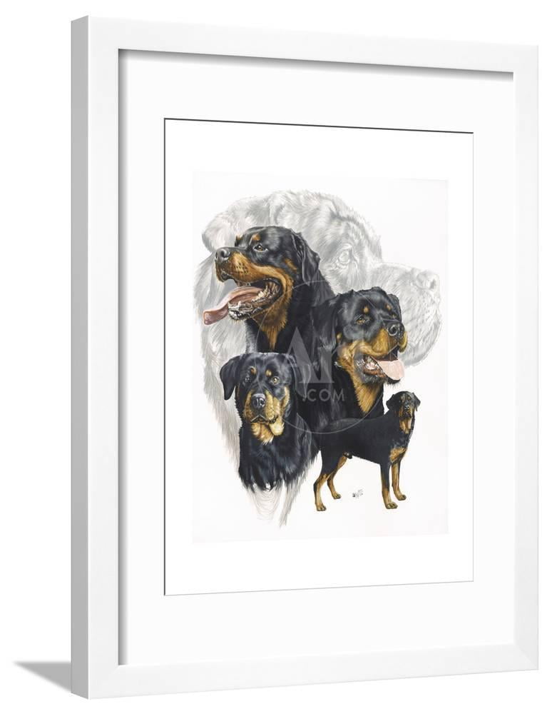 Rottweiler Framed Print Wall Art by Barbara Keith Sold by Art.Com ...