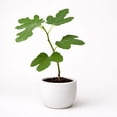PLANT NOOK Brown Turkey Fig (Ficus carica) Live Plant Starter Plug 2 ...