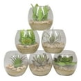Set Of 6 Realistic Artificial Botanica Succulents Plants In Round Glass ...