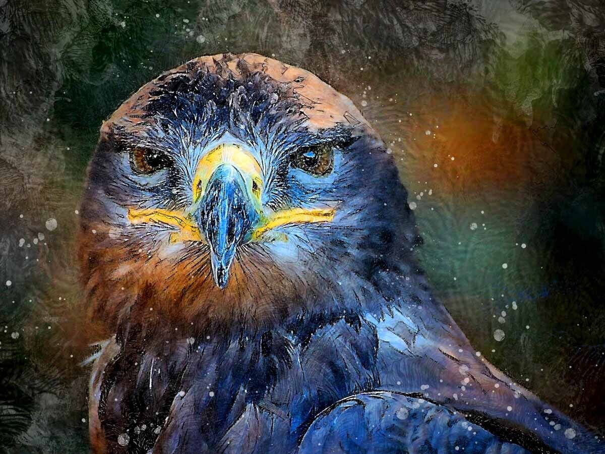 Falcon - CANVAS OR PRINT WALL ART - Walmart.com