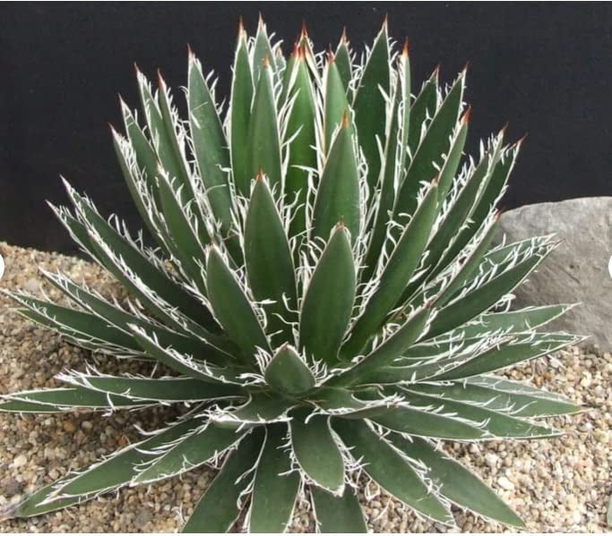 Thread Leaf Agave Seeds for Planting (10 Seeds) - Exotic Cactus - Agave ...