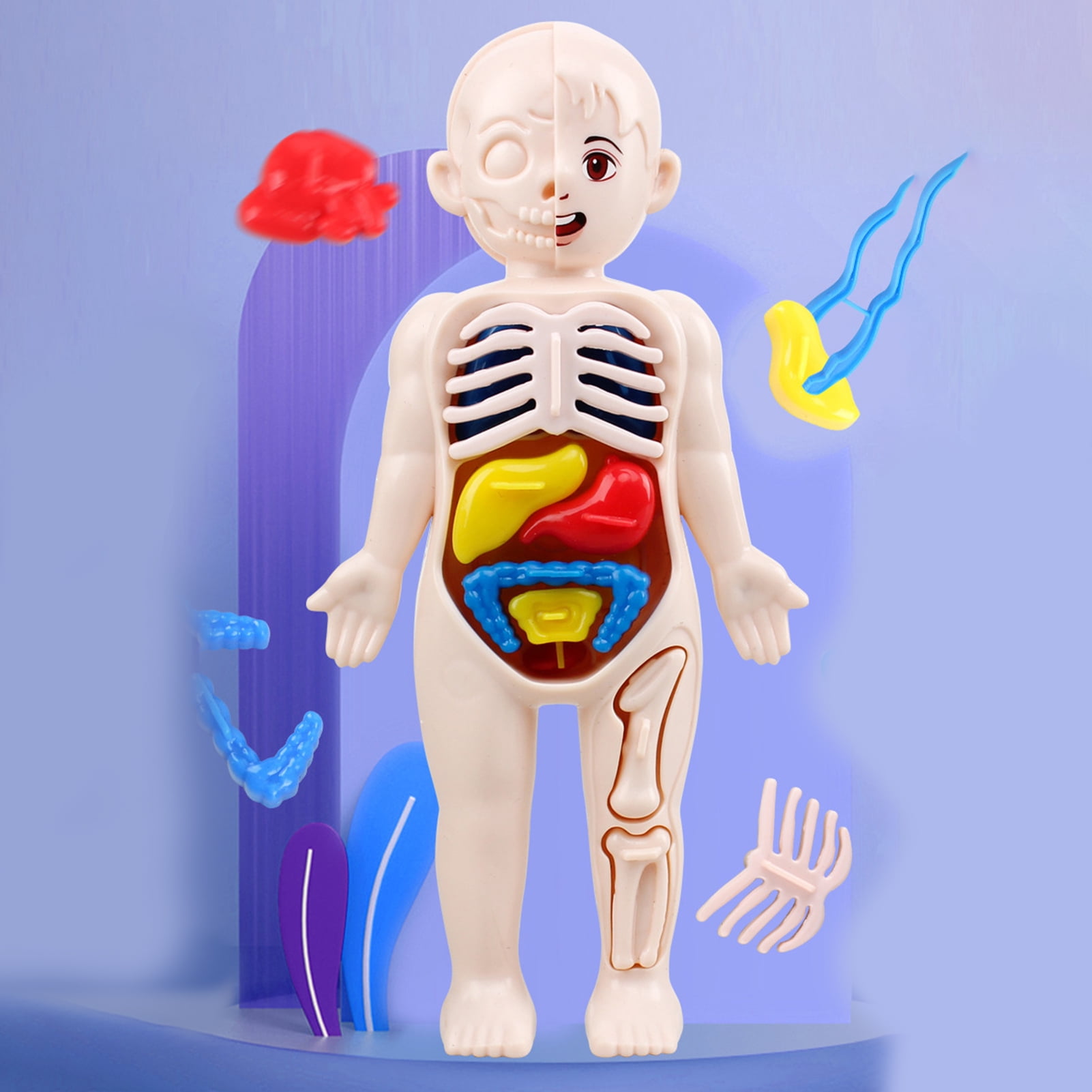 shenmeida 1 Set Human Body Anatomy Toy, Montessori Preschool ...