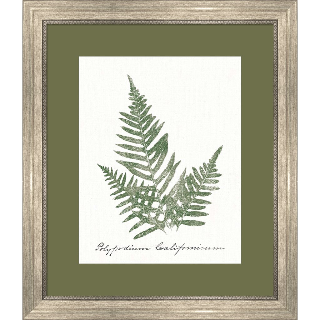 Great Art Now Vintage Ferns XI no Border White by Wild Apple Portfolio ...