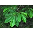 Pawpaw Tree - Live Tree in a 3 Gallon Pot - Asimina Triloba - Native ...