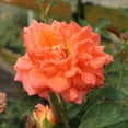 Heirloom Roses Fragrant Climbing Rose Bush - Bright Fire Orange Flower ...