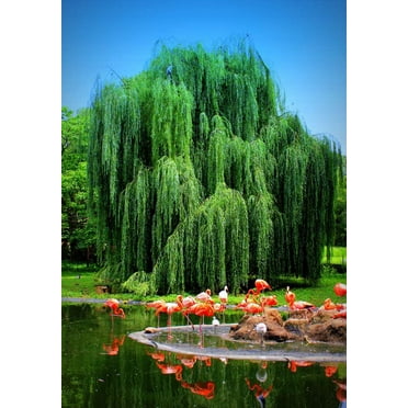 Dwarf Weeping Willow Tree Cutting - Burning Bush Weeping Willow ...