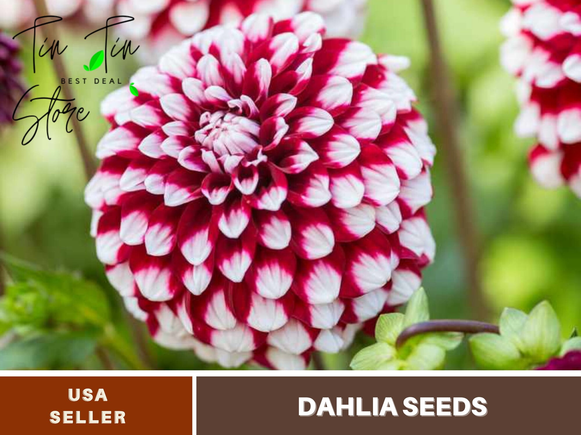 40+ Seeds| Checkers Dahlia Seeds-#D028-Authentic Seeds-Flowers-Seeds ...