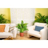 Costa Farms Plants with Benefits Live Indoor Plant Foliage Assorted in ...