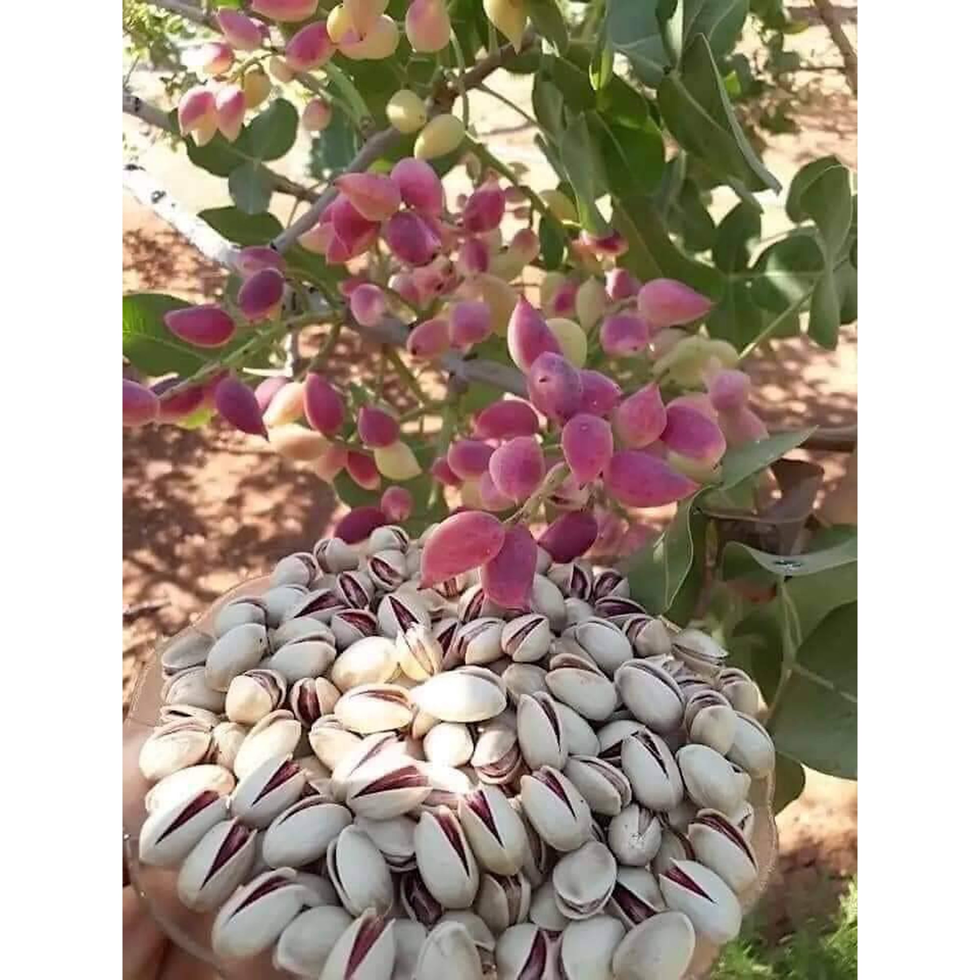 Pistachio Nut Tree