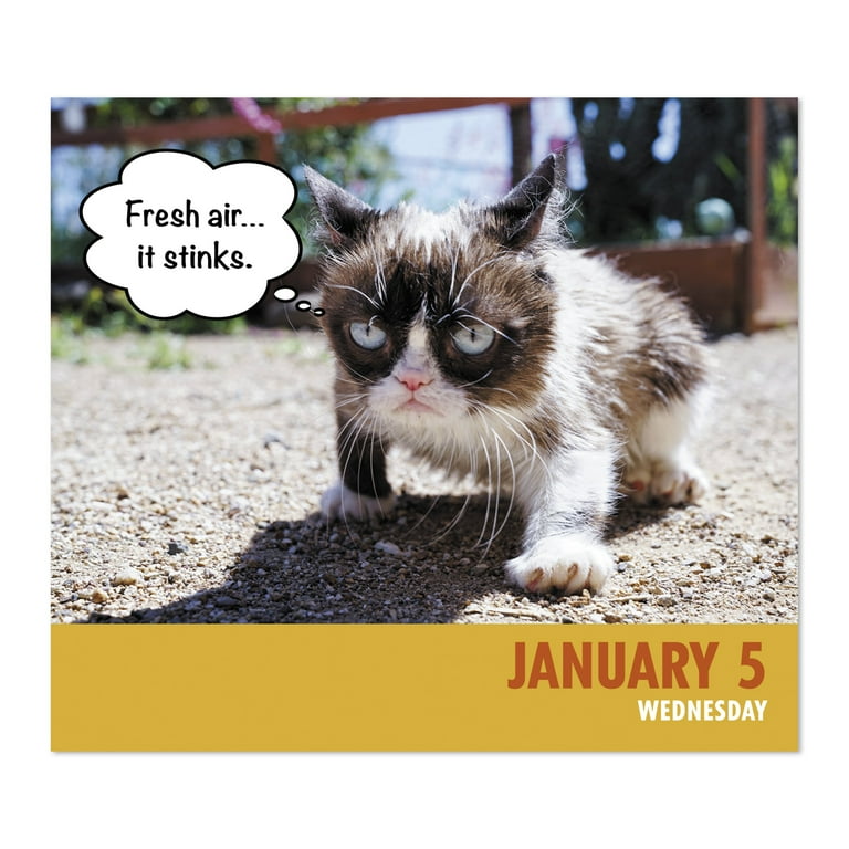 Grumpy Cat Wednesday Meme