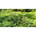 TomorrowSeeds - Zipper Cream Pea (Treated) Seeds - 300+ Count - For ...