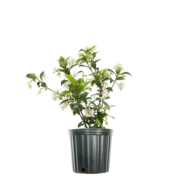 Creeping Jasmine