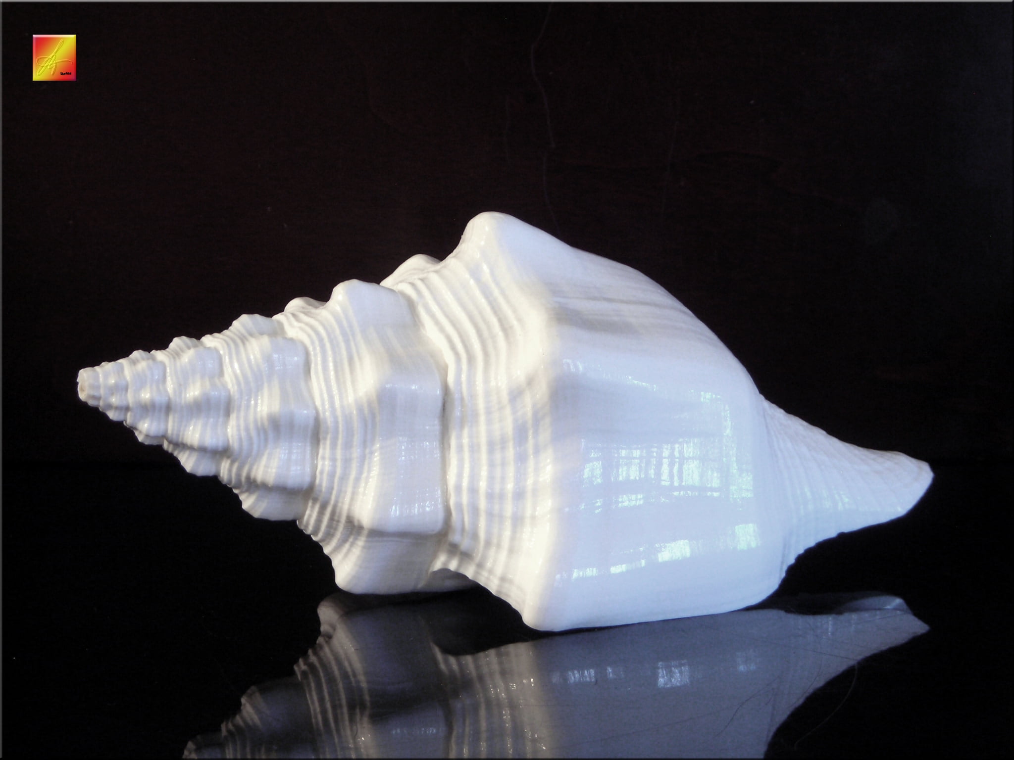 Beautiful White Indian Chank Shell - "The Divine Conch" (5-6") Beach ...