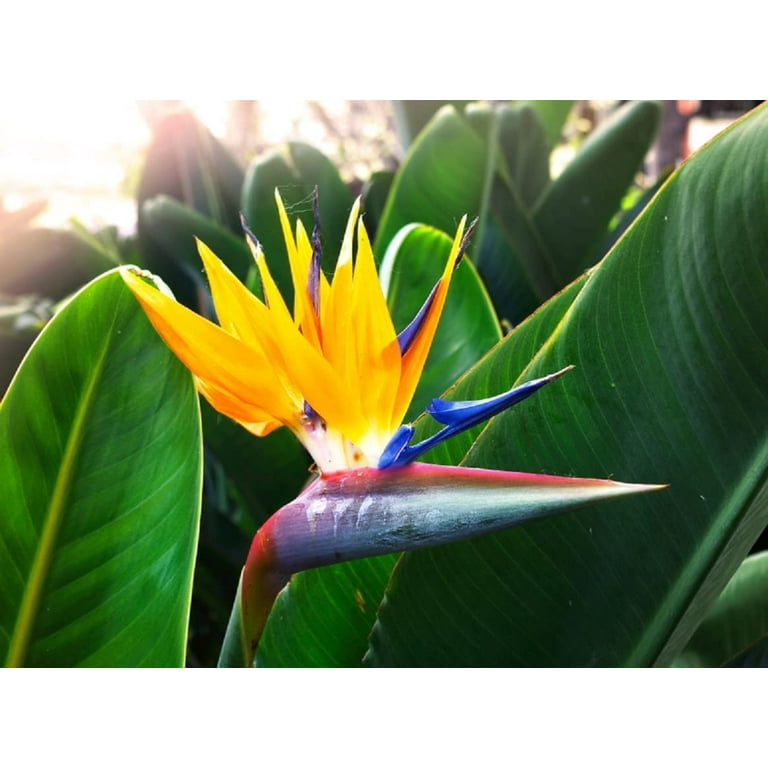 Strelitzia Nicolai Flower