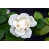 Scentables™ Live Bareroot Bolero Florabunda Rose with Full Sunlight - 2 ...