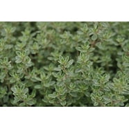Fairy Elfin Thyme Plant - World's Smallest Thyme - 2.5" Pot - Fairy ...