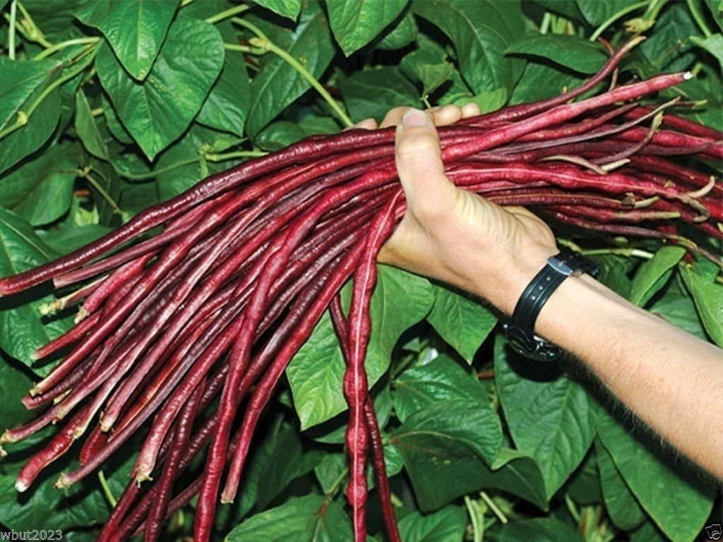 Red Yard Long Bean Seeds for Planting - 20 Seeds - Asparagus Bean ...