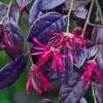 3 gal Loropetalum Purple Pixie Live Shrub with Pink Flowers - Walmart.com