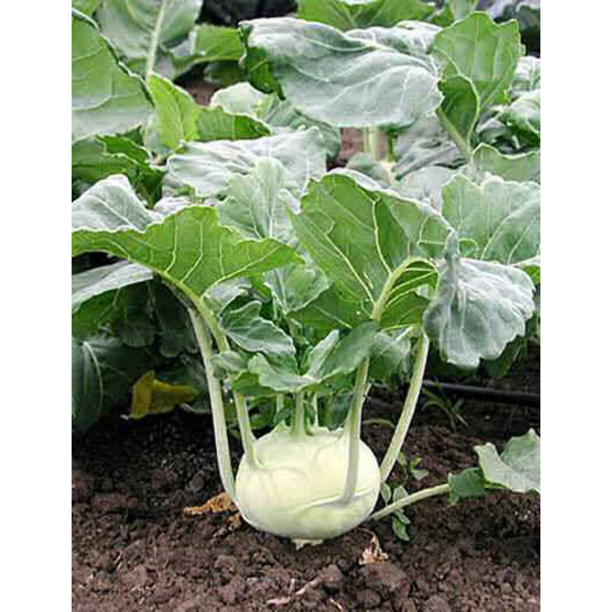 Click here for Seedville Usa 2000 White Vienna Kohlrabi German Tu... prices