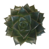 Perle von Nurnberg Desert Rose - Echeveria -2.5" Pot - Walmart.com