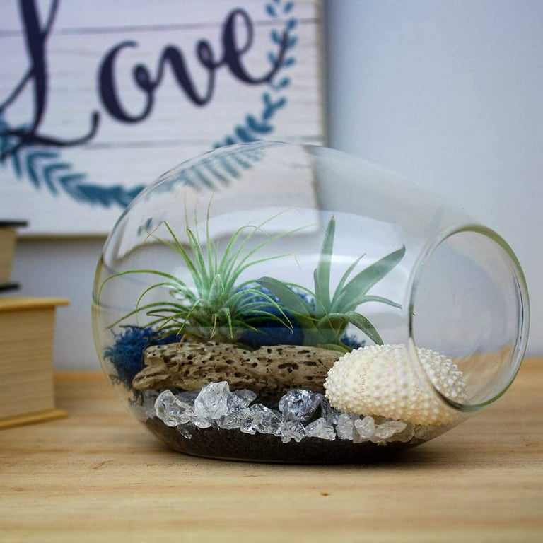 Open Air Terrarium For Succulents