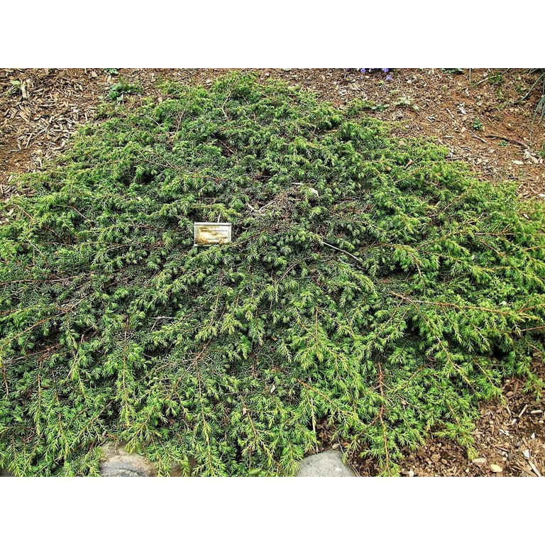 Juniperus Communis Blue