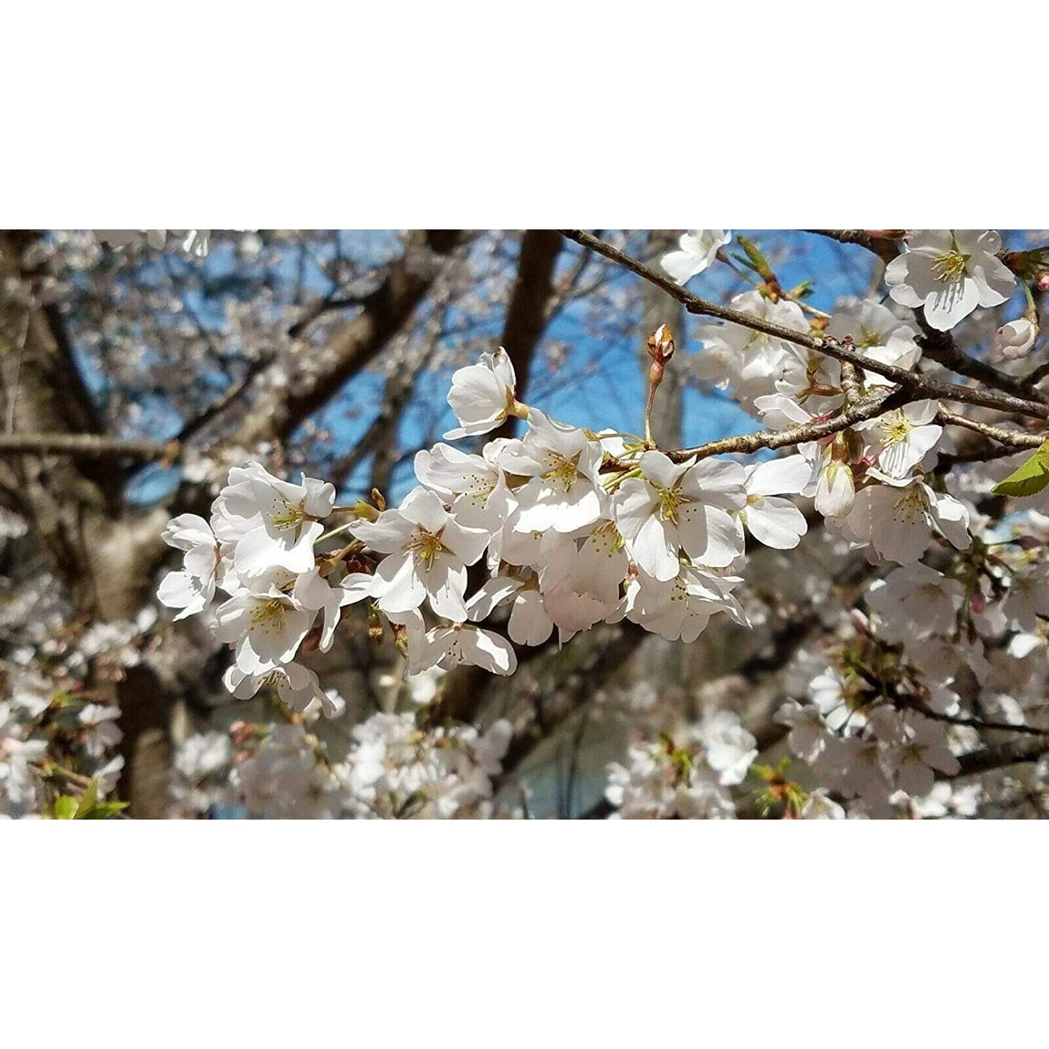 8 Cuttings of Stella Red Sweet Cherry Trees, Unrooted Fruit Tree ...