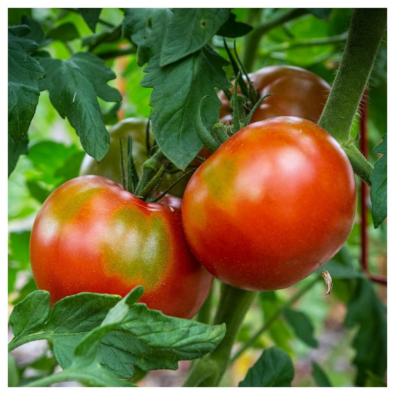 Wisconsin 55 Tomato Seeds Tomato Seeds For Planting, 48% OFF