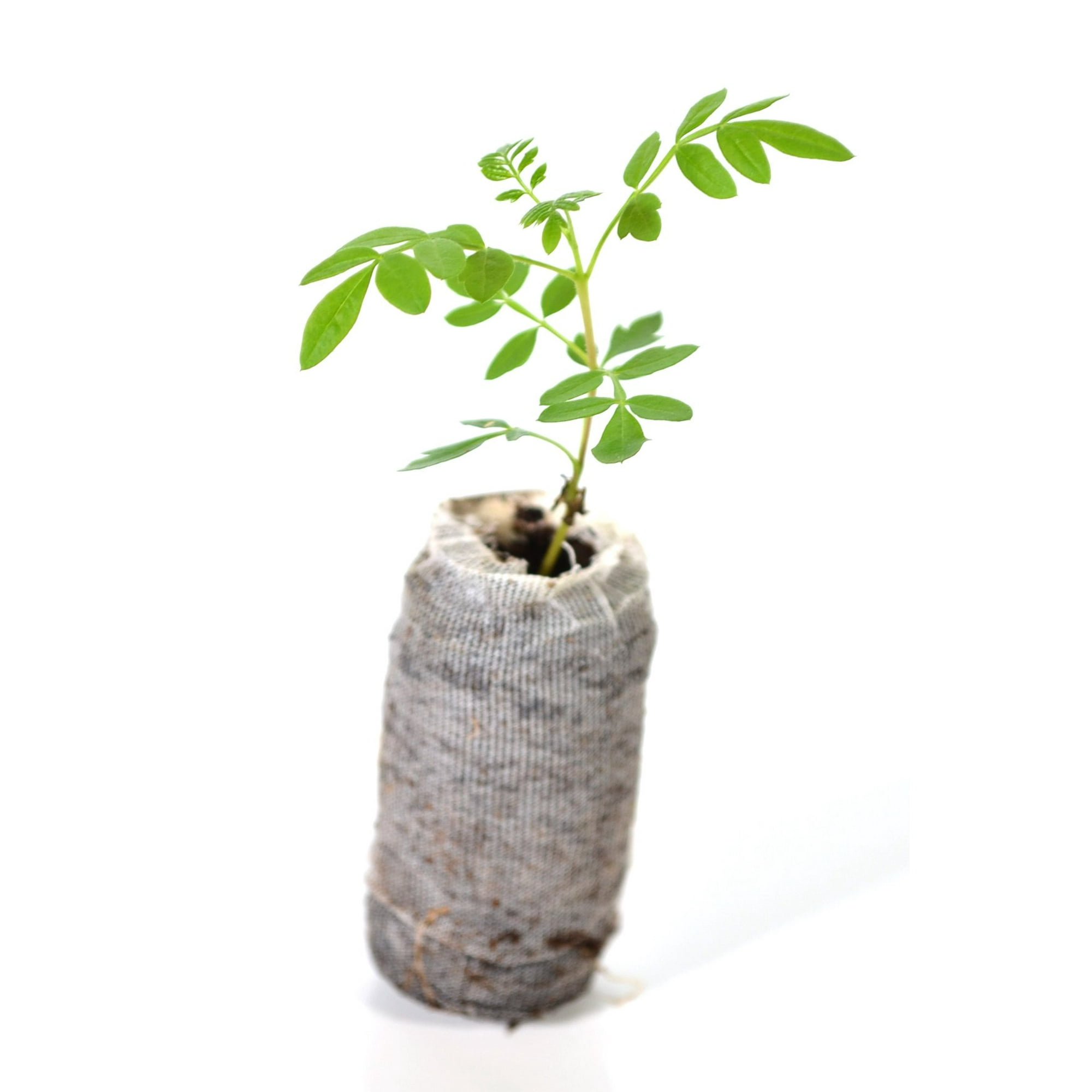 Click here for Treesagain Blue Jacaranda Trees - Jacaranda Mimosi... prices