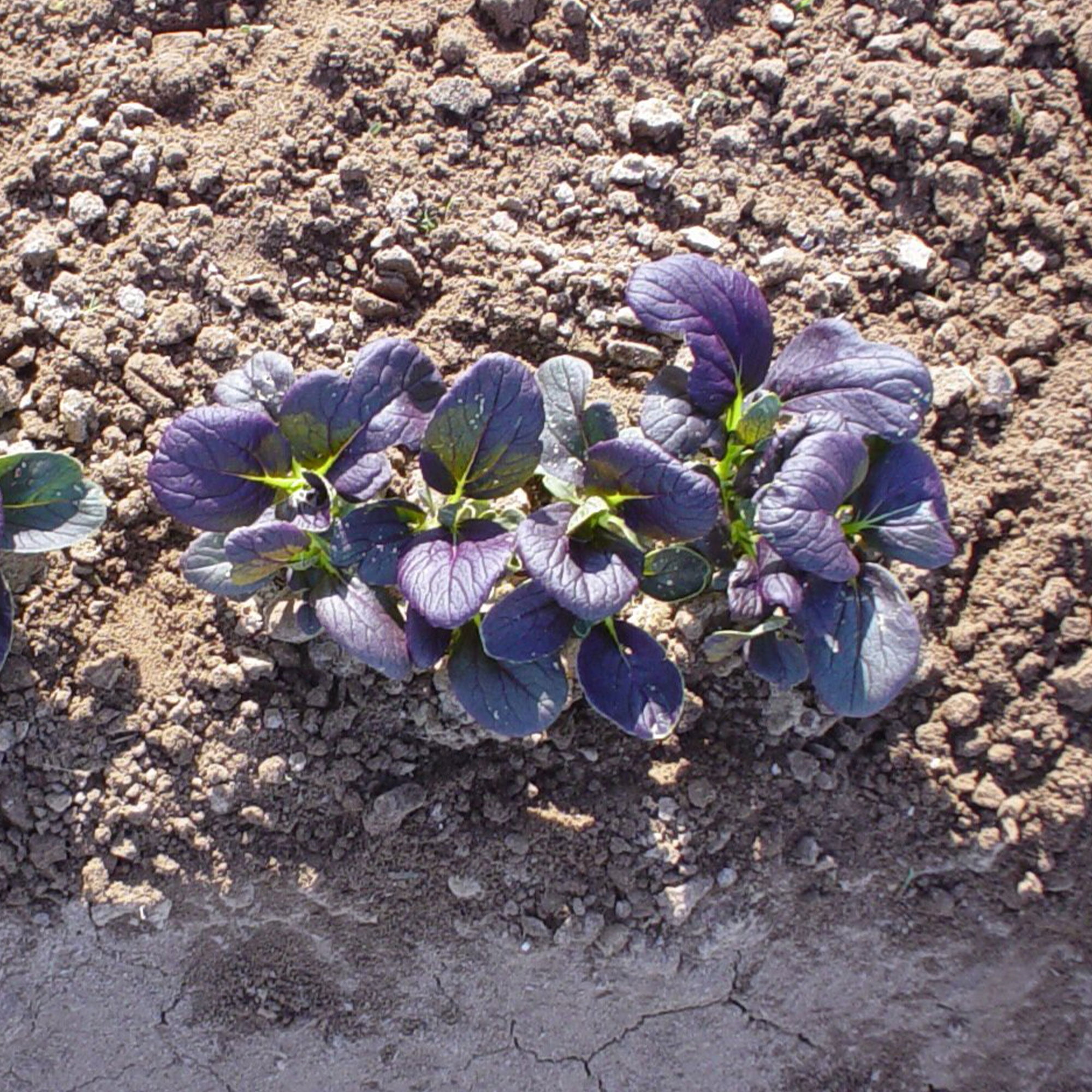 Mustard Seeds - Red Komatsuna - Hybrid - 2 g Packet ~720 Seeds - Non ...