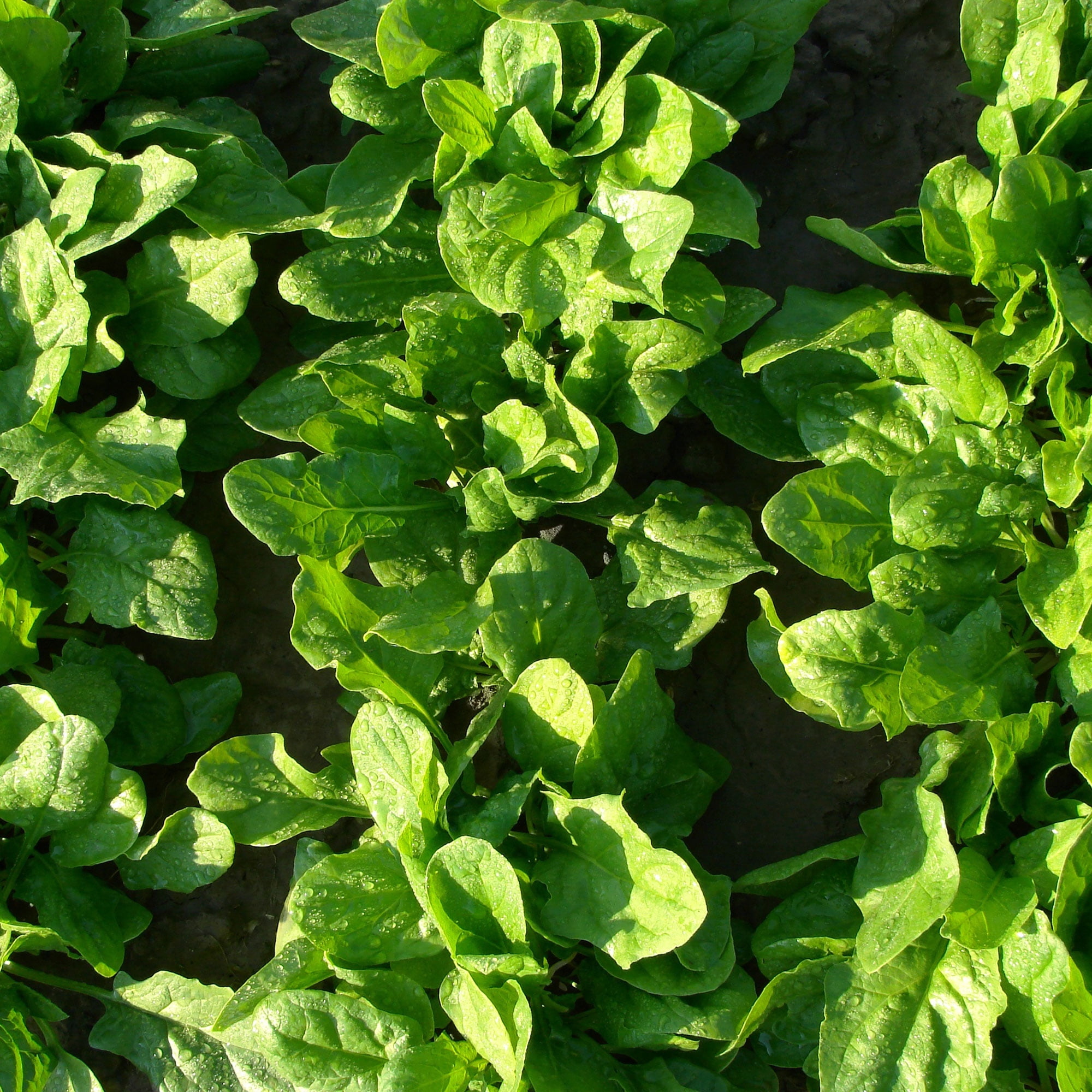 Spinach Seeds Early Hybrid No 7 4 G Packet ~300 Seeds Spinacia