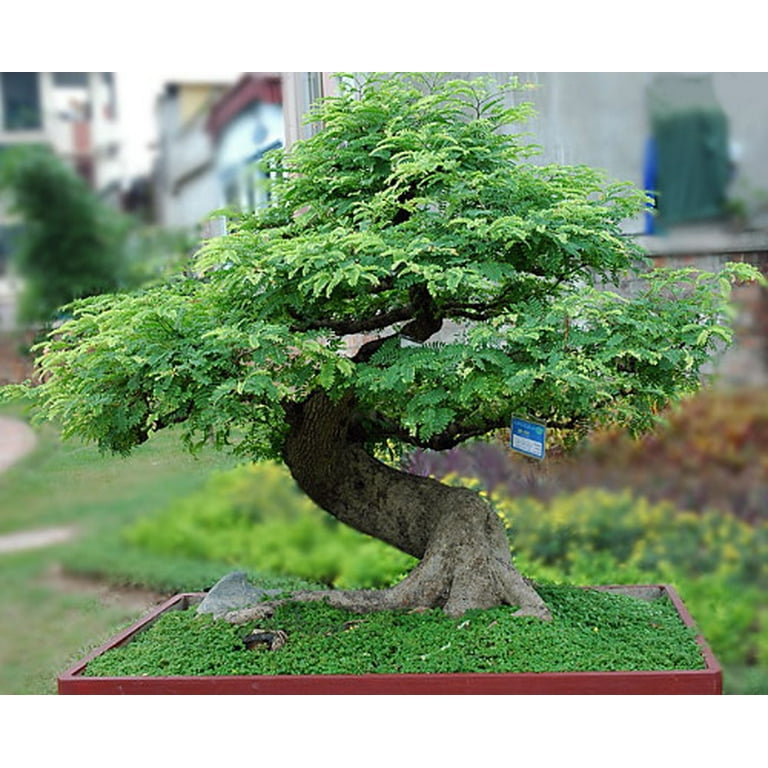 Tamarindus Indica Bonsai