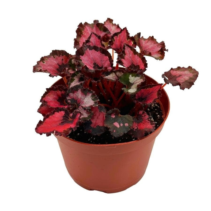 Harmony's Red Robin Begonia, in a 6 inch pot, Very full large begonia ...