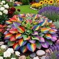 Rainbow Colorful Midnight Blue Hostas for Planting--(Non-Artificial ...