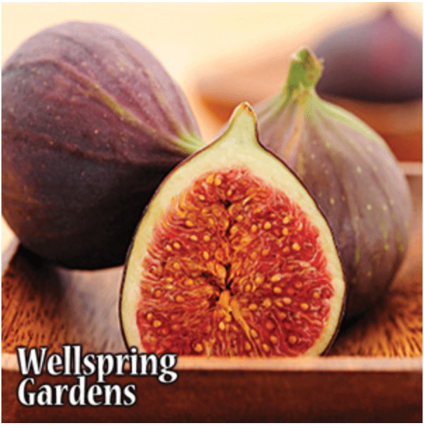 Magnolia Fig Live Plant - Ficus carica - Wellspring Gardens Starter ...