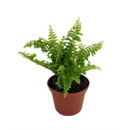 Rare Nicholas Diamond Fern - xPhlebosia - 4" Pot - New to the World ...