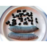 7 BLUE SAUSAGE FRUIT Edible & Ornamental Decaisnea Fargesii Tree Shrub ...